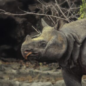 Are rhinos aggressive? — Rhino Resource Center