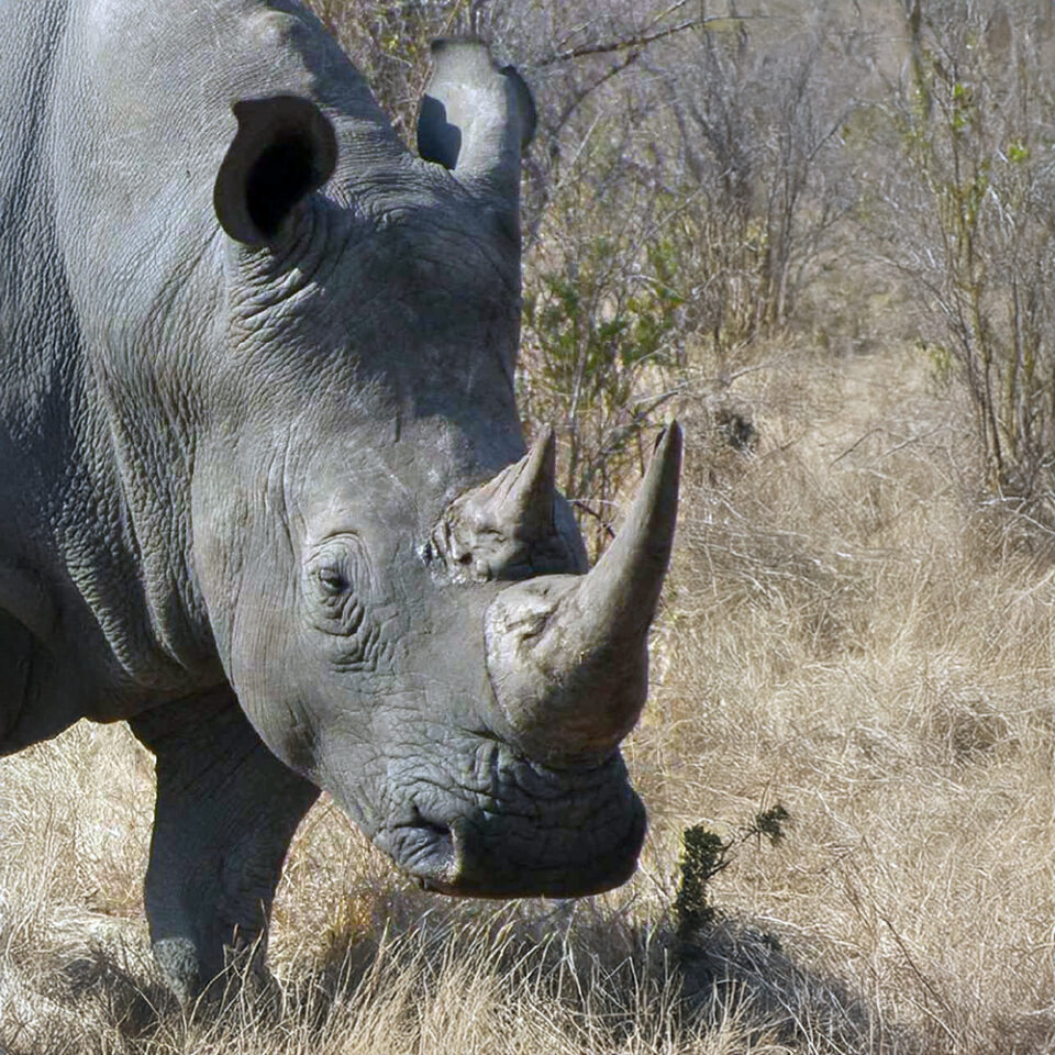 Javan Rhino — Rhino Resource Center