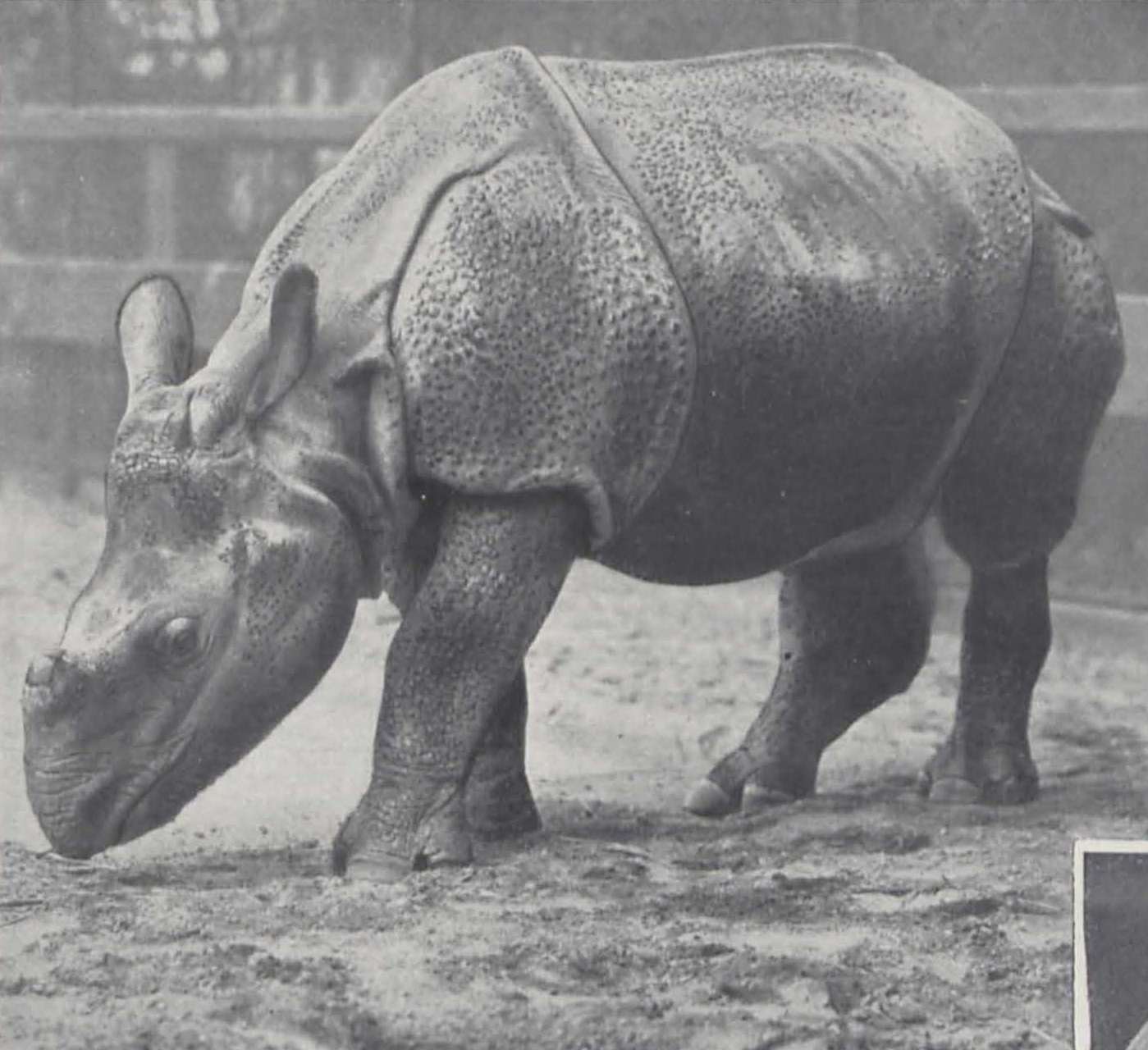 Hagenbeck 1930 Rhino from Nepal — Rhino Resource Center